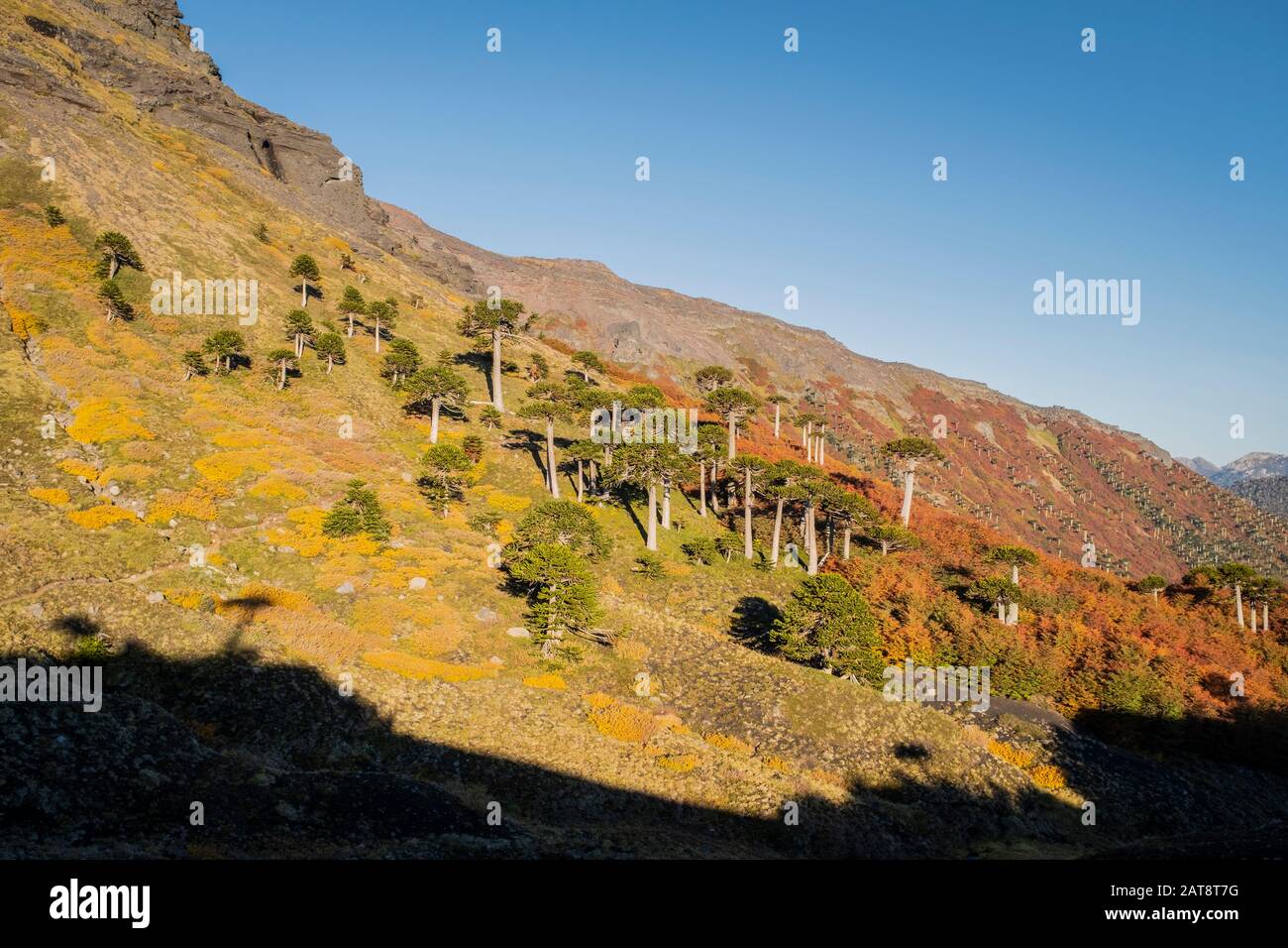Monkey Puzzle trees (Araucaria araucana) among southern beeches ...