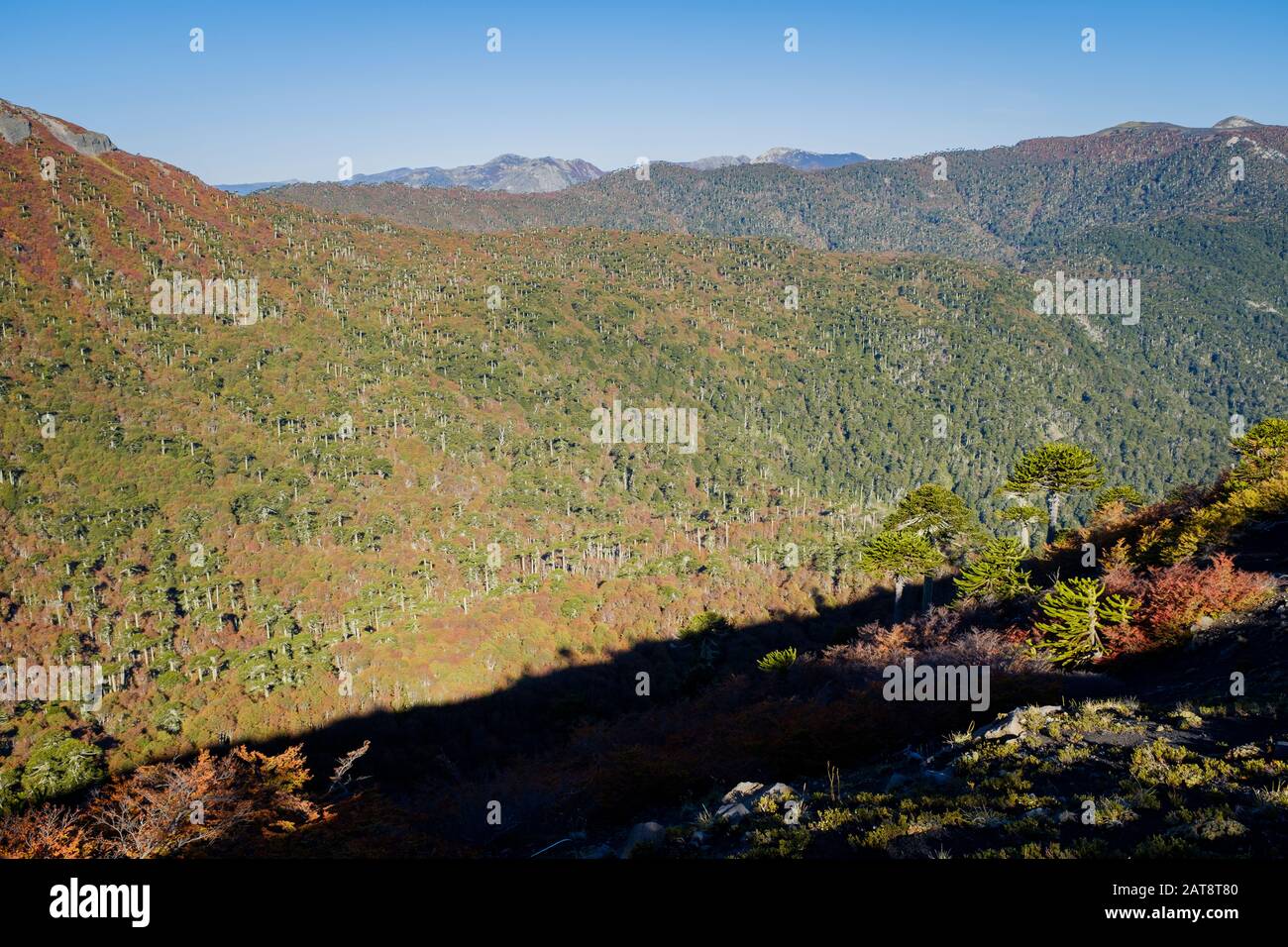 Monkey Puzzle trees (Araucaria araucana) among southern beeches ...
