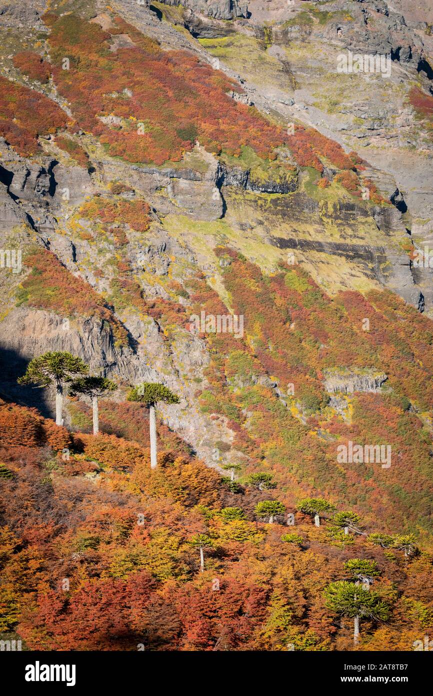Monkey Puzzle trees (Araucaria araucana) among southern beeches ...