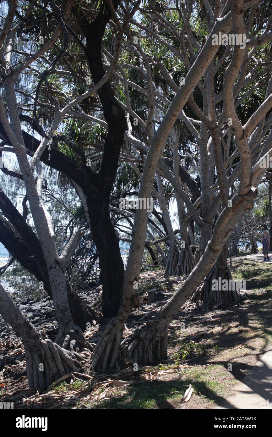 Mon Repos, Queensland, Australia Stock Photo - Alamy