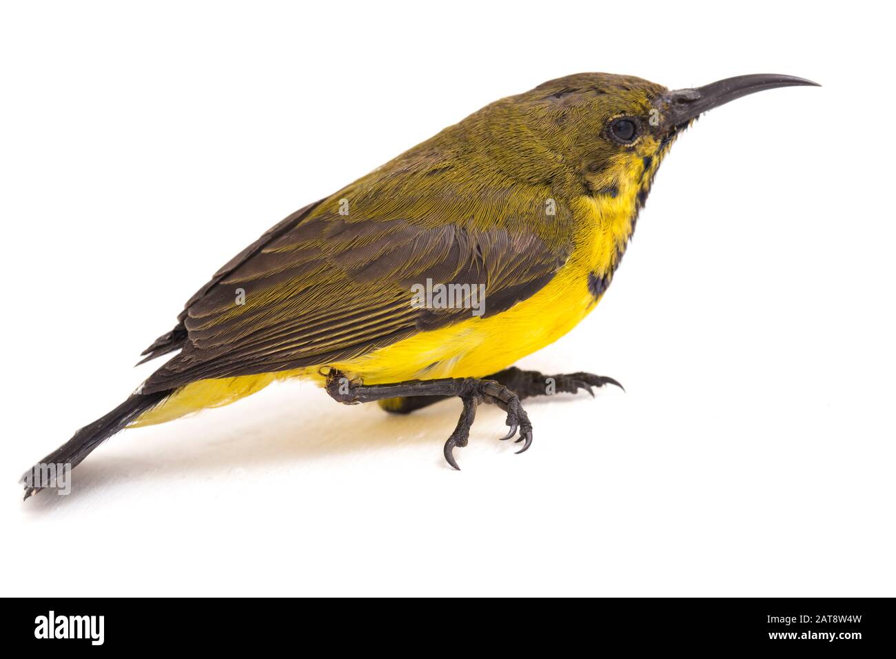 Olive-backed sunbird - Cinnyris jugularis, also known as the yellow ...