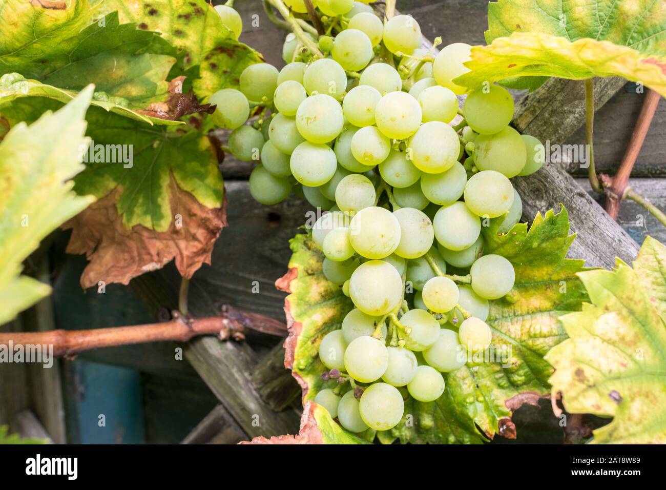 Hungarian grapes named 'Zalagyöngye' in a garden Stock Photo - Alamy