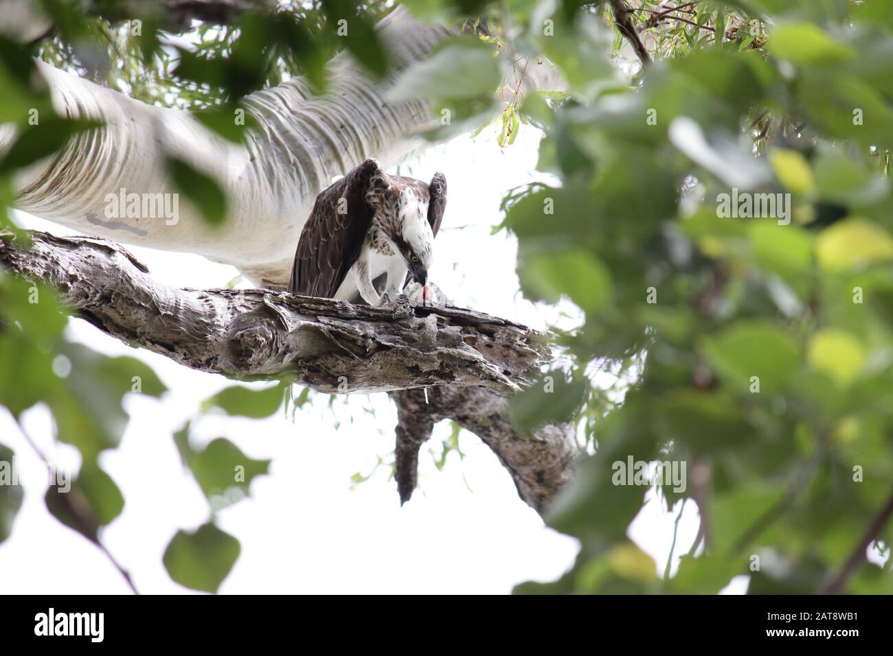 Sea mullet australia hi-res stock photography and images - Alamy
