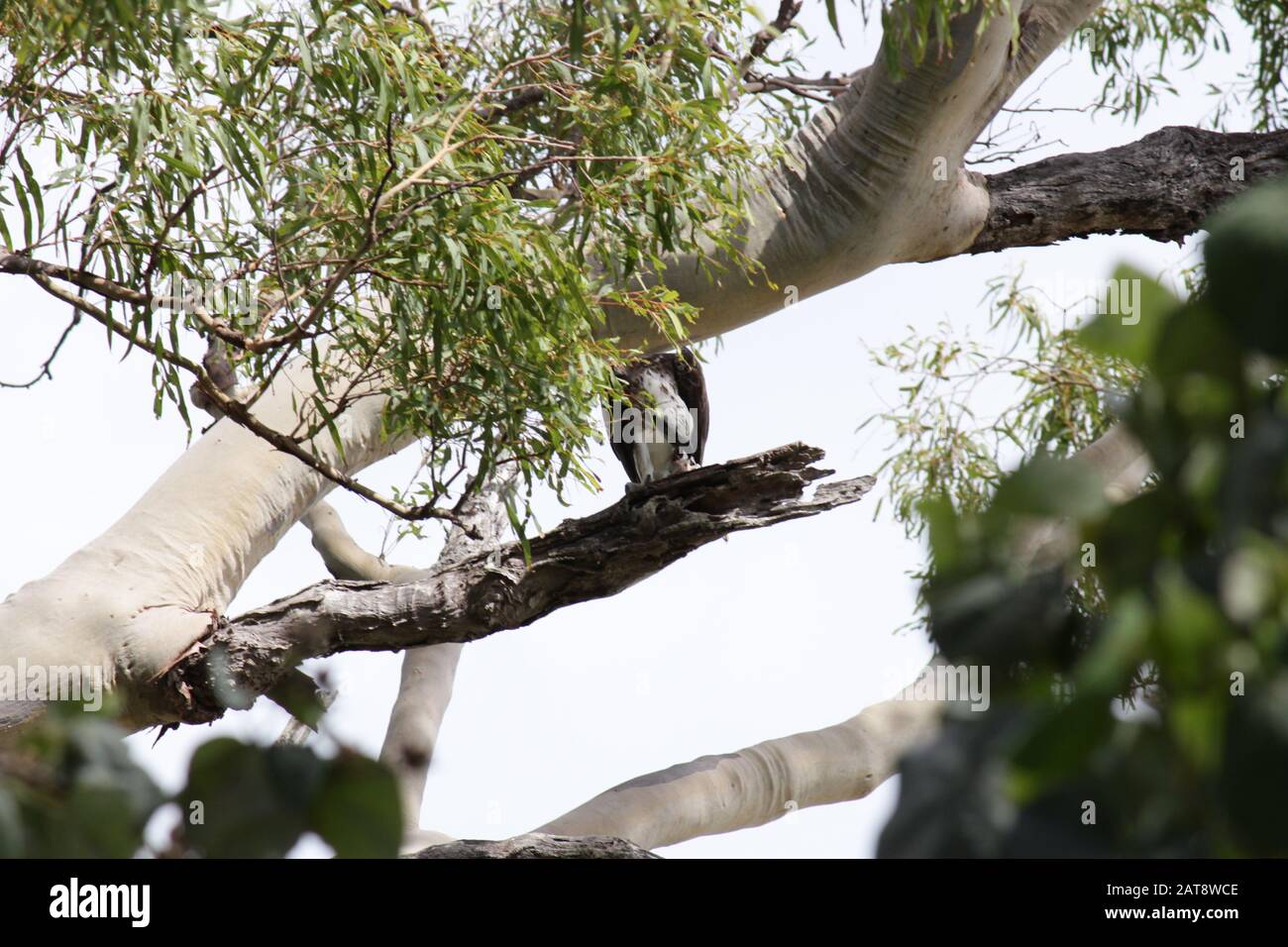 Sea mullet australia hi-res stock photography and images - Alamy