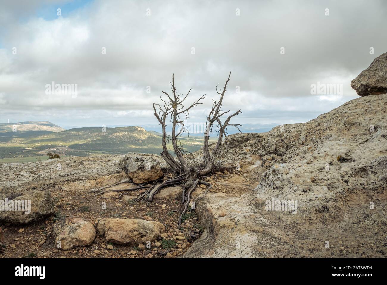 Dry vegetation on the rock with storm sky Stock Photo - Alamy