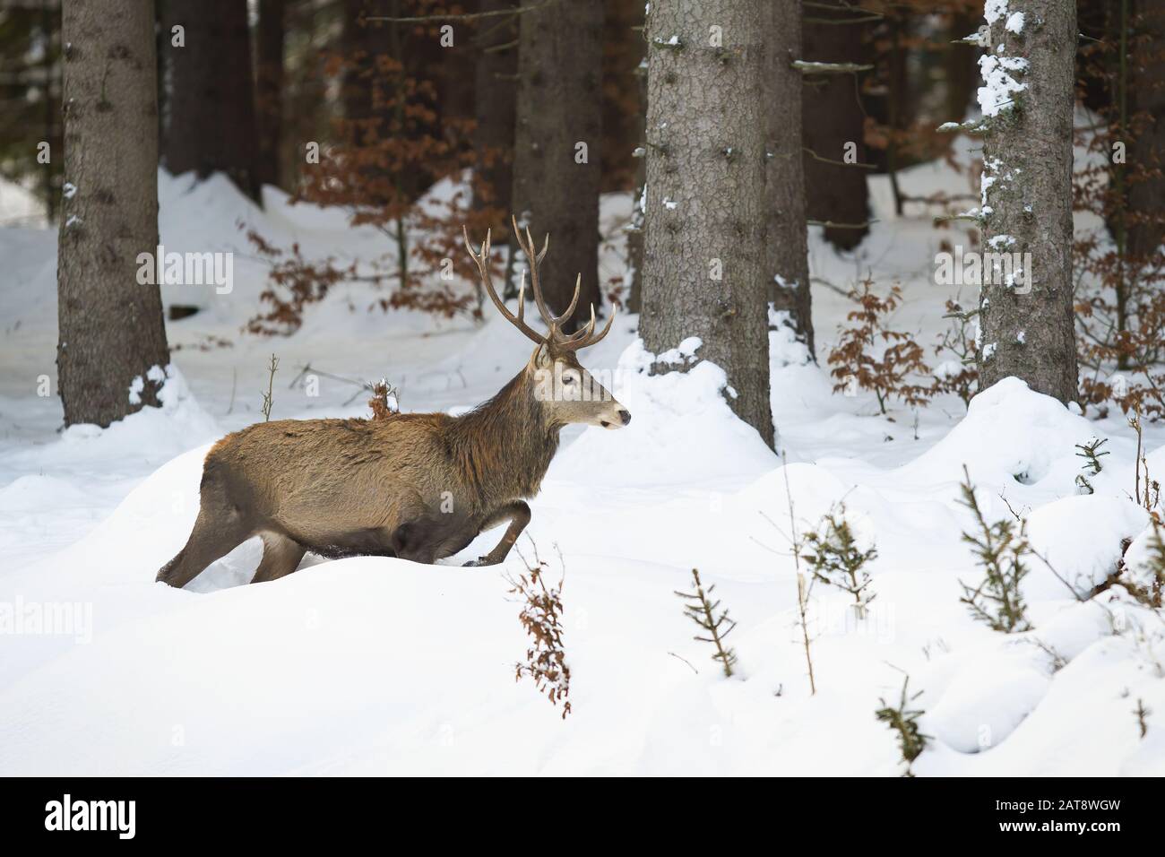 Massive male of red deer escaping from danger into snowy and dark ...