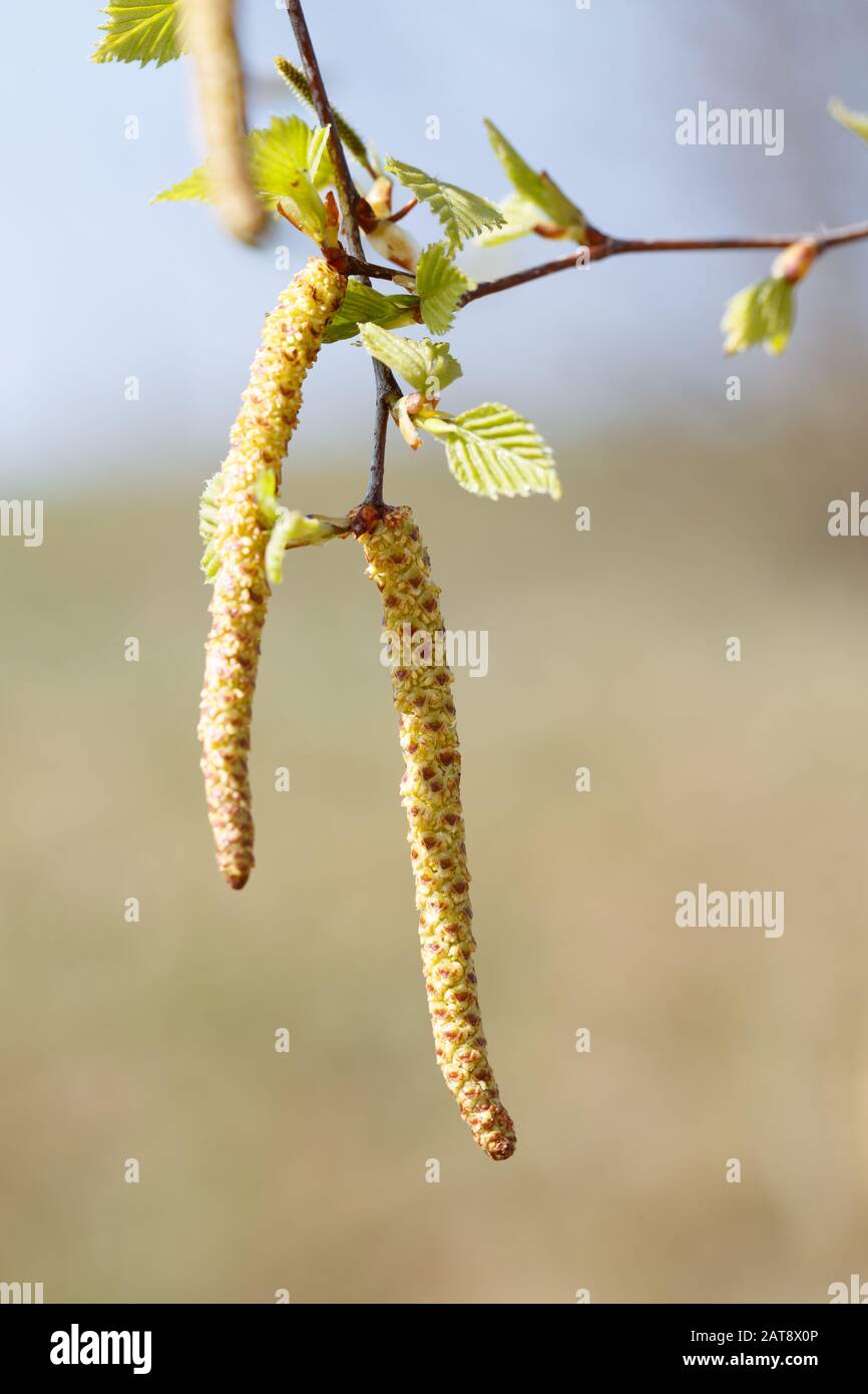 Birch catkin hi-res stock photography and images - Alamy