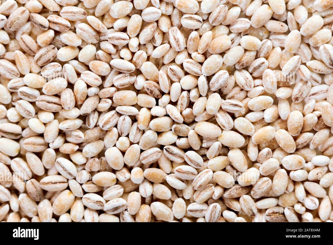 Dry pearl barley grain seed close up textured background, top view ...