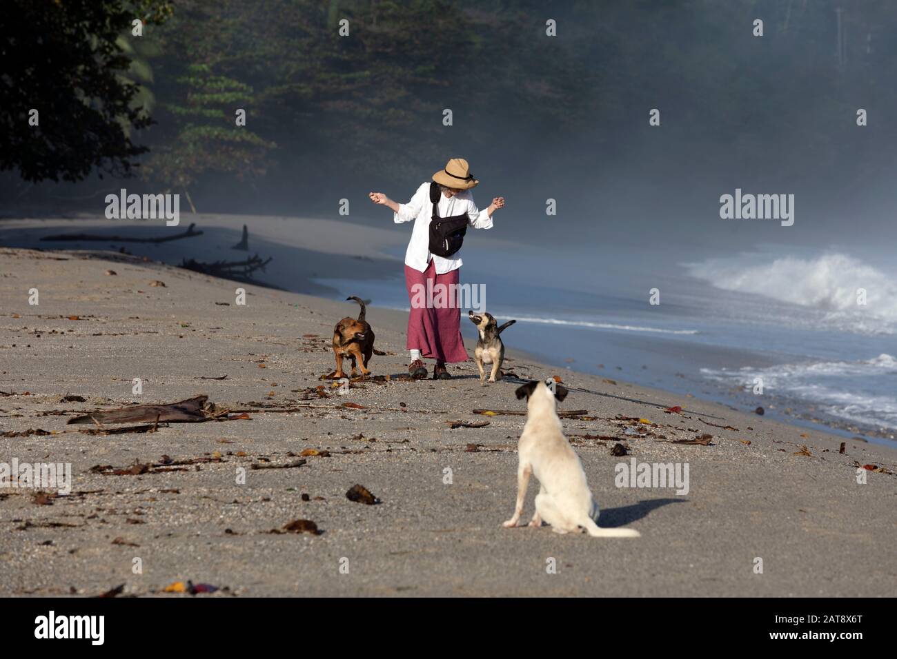 A woman walks on the beach with stray dogs, Grand Riviere, northeast ...