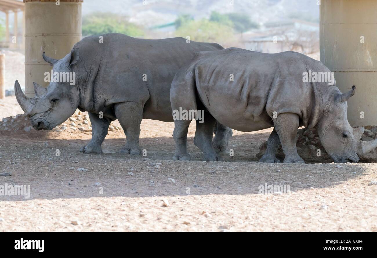 African White Rhinos in Hamilton Safari Park, Hamilton, Canada Stock ...