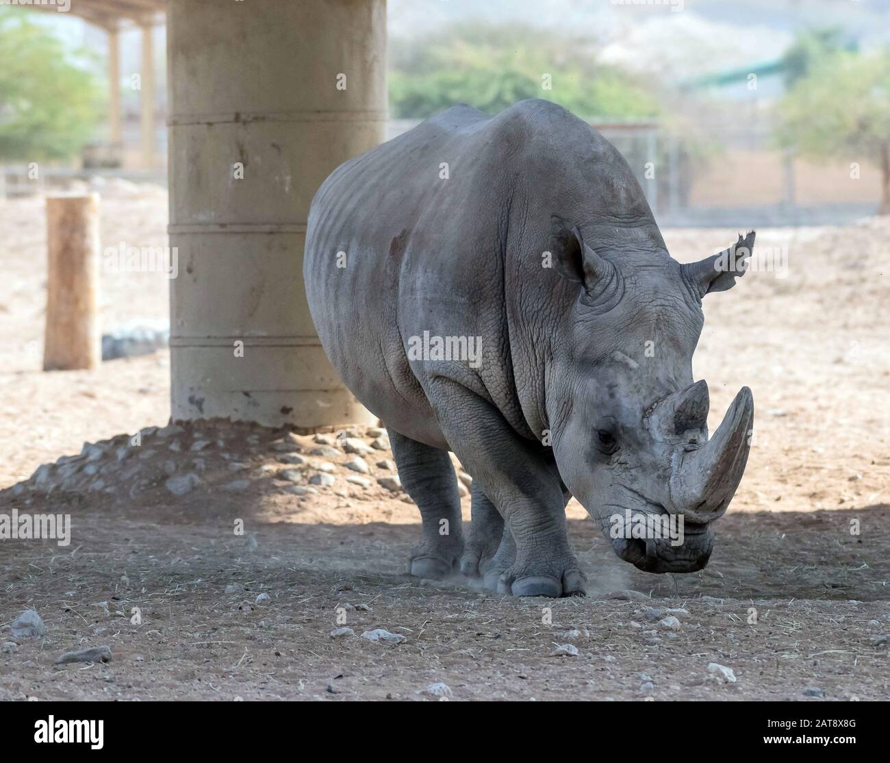 African White Rhinos in Hamilton Safari Park, Hamilton, Canada Stock ...