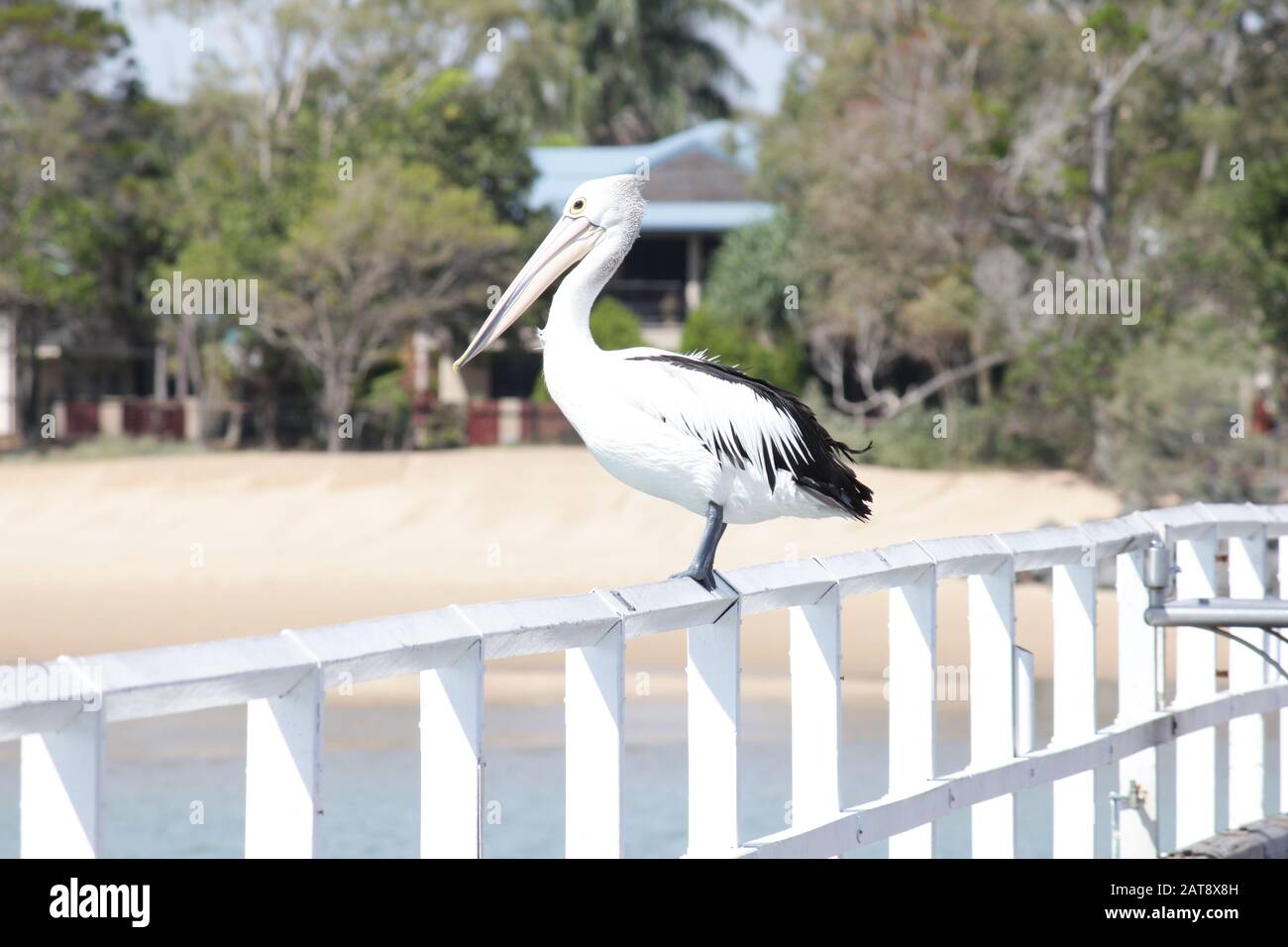 Pelican Hervey Bay, Queensland, Australia Stock Photo - Alamy
