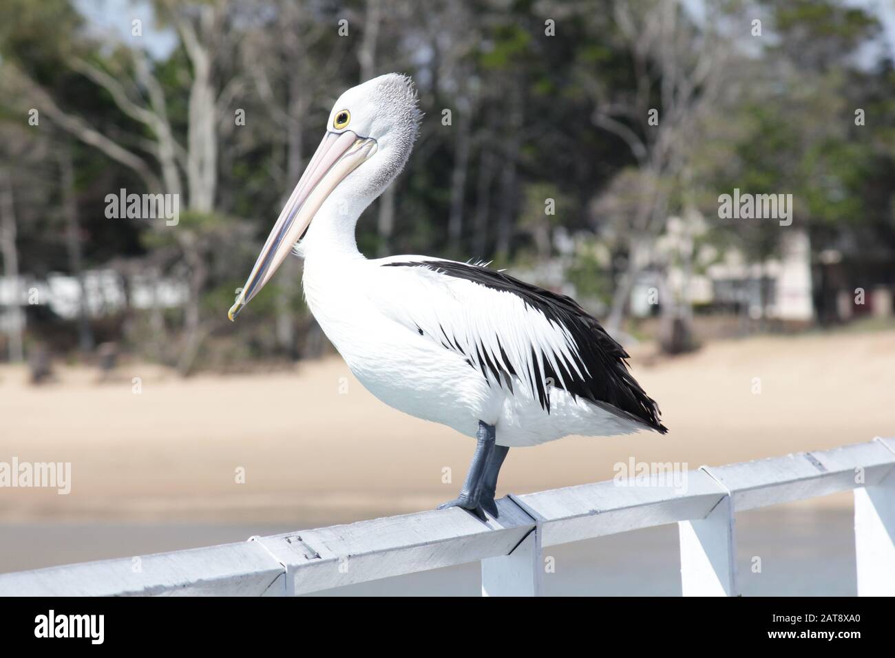 Pelican Hervey Bay, Queensland, Australia Stock Photo - Alamy