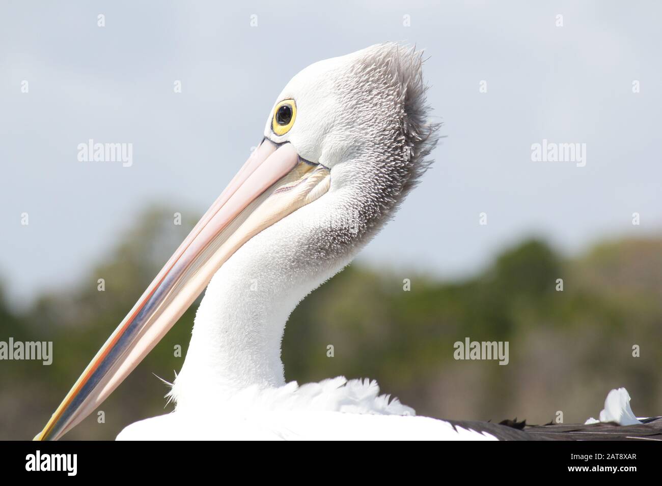 Pelican Hervey Bay, Queensland, Australia Stock Photo - Alamy