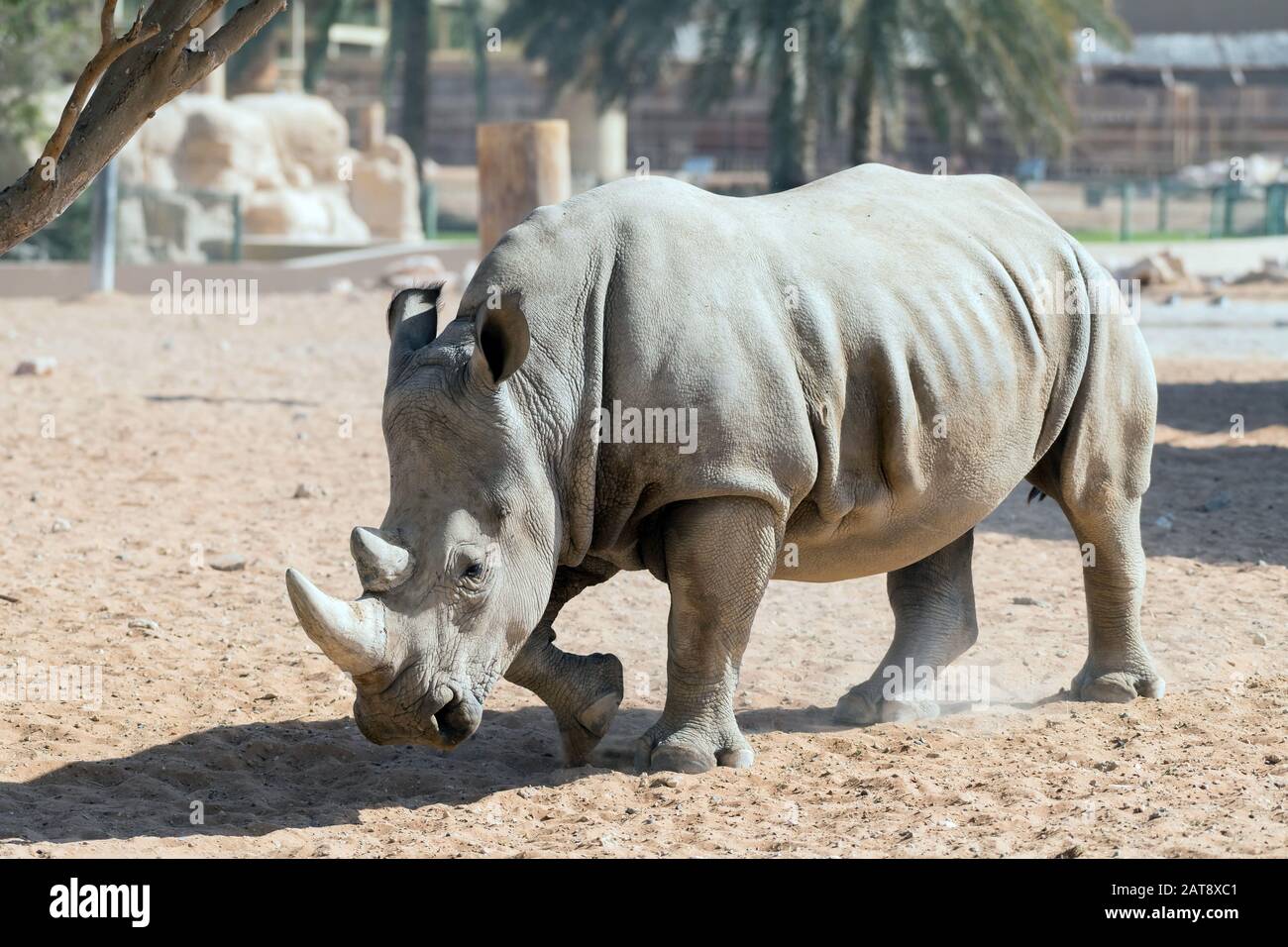 African White Rhinos in Hamilton Safari Park, Hamilton, Canada Stock ...