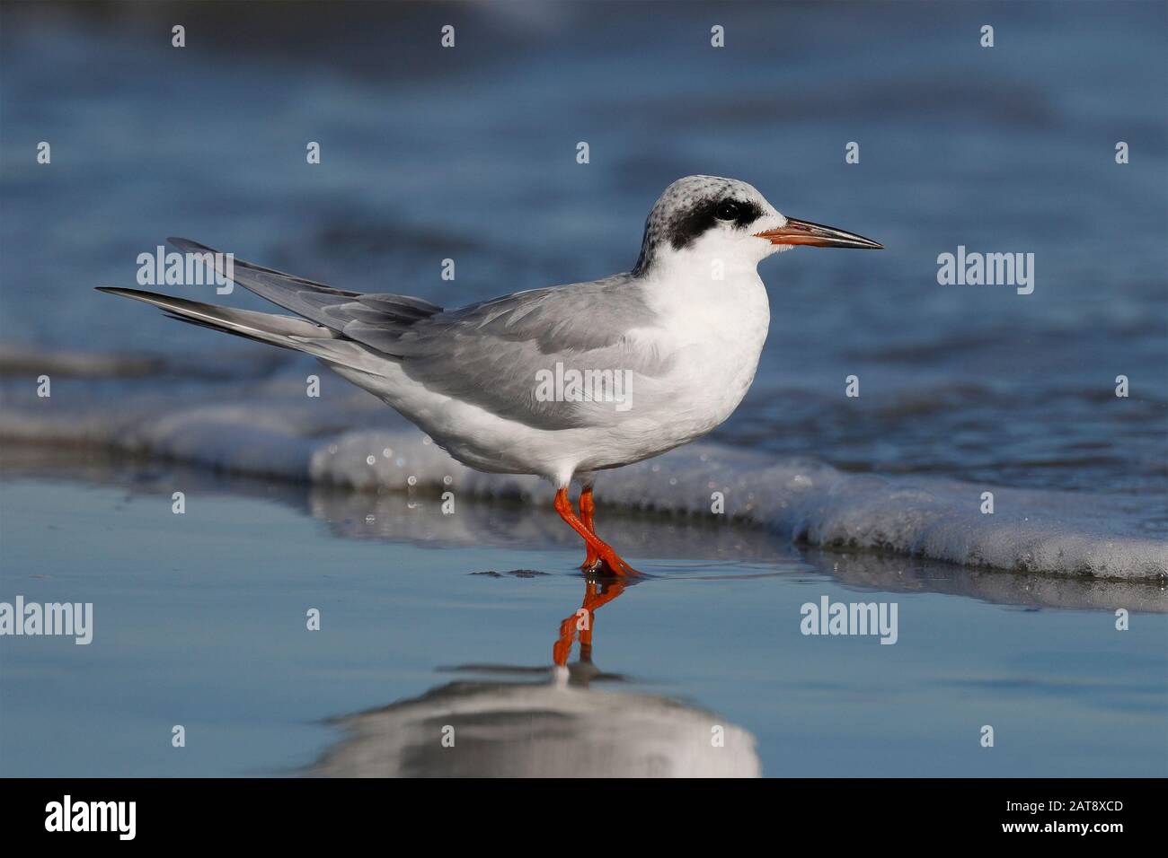 Forster's Tern (Sterna forsteri) resting on a beach in winter - Jekyll ...