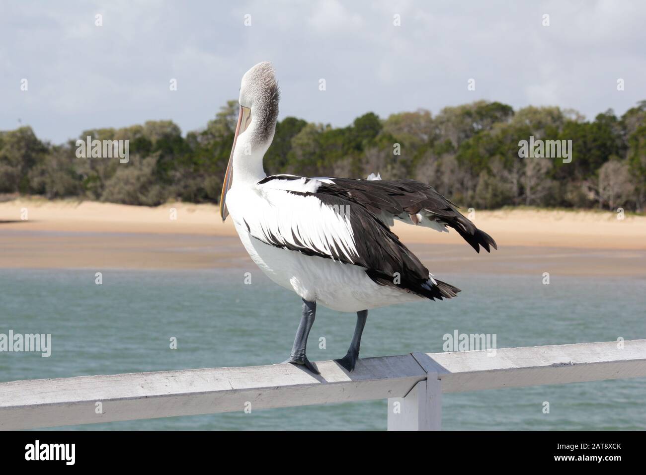 Pelican Hervey Bay, Queensland, Australia Stock Photo - Alamy