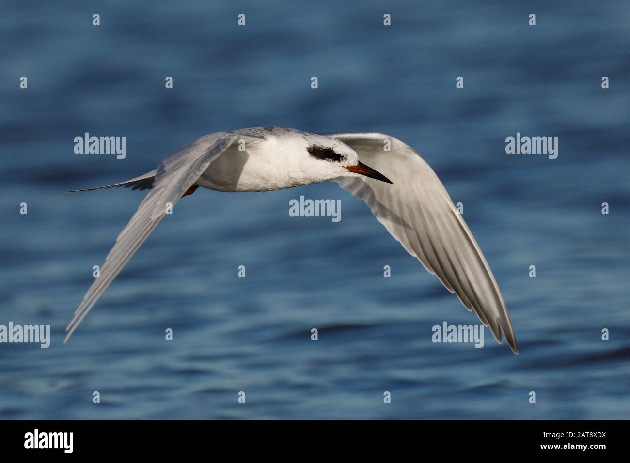 Forster's Tern (Sterna forsteri) in flight in winter - Jekyll Island ...