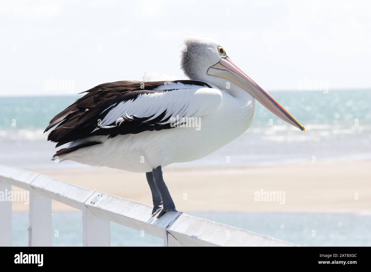 Pelican Hervey Bay, Queensland, Australia Stock Photo - Alamy