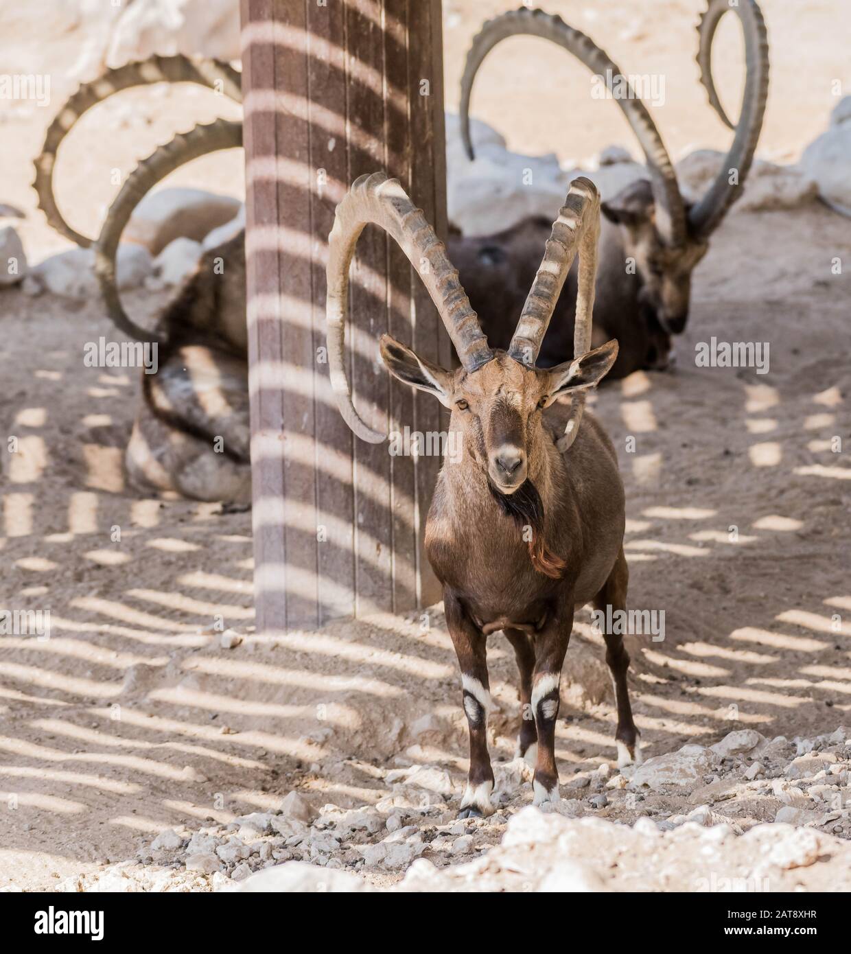 A Wild Animal Nubian Ibex with Big Horns Stock Photo - Alamy