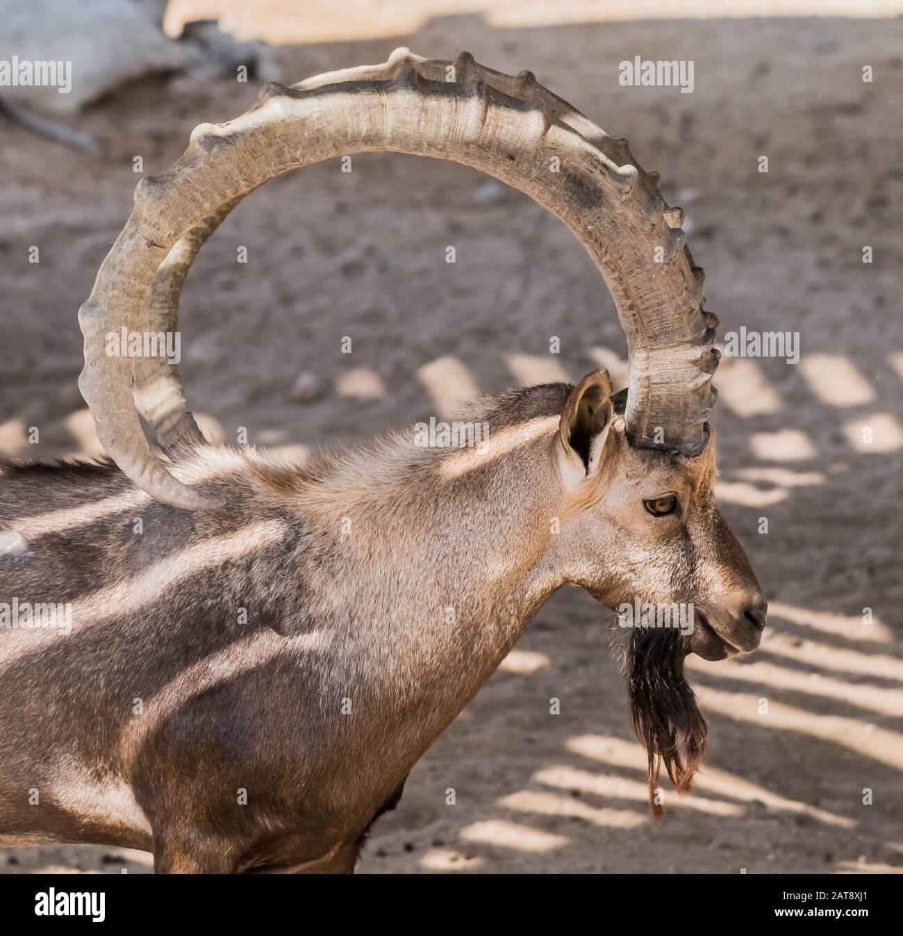 Big horns hi-res stock photography and images - Alamy