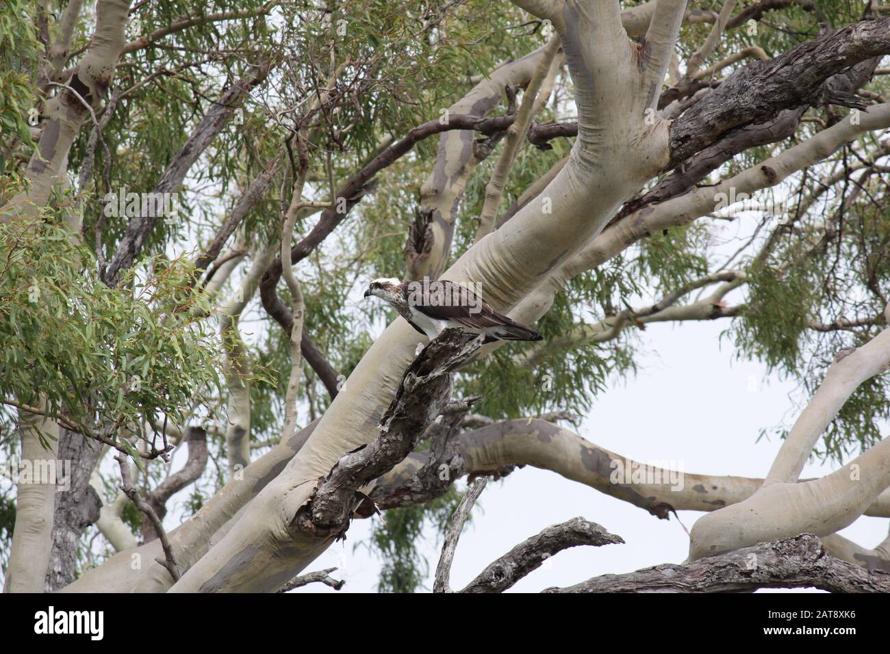 Sea mullet australia hi-res stock photography and images - Alamy