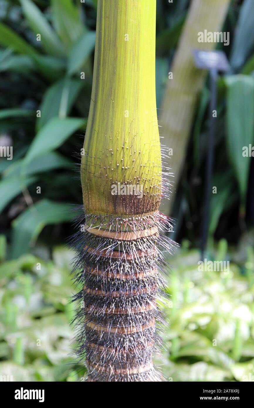 Close up of the spiny tree trunk of a Seychelles Stilt Palm in a garden ...
