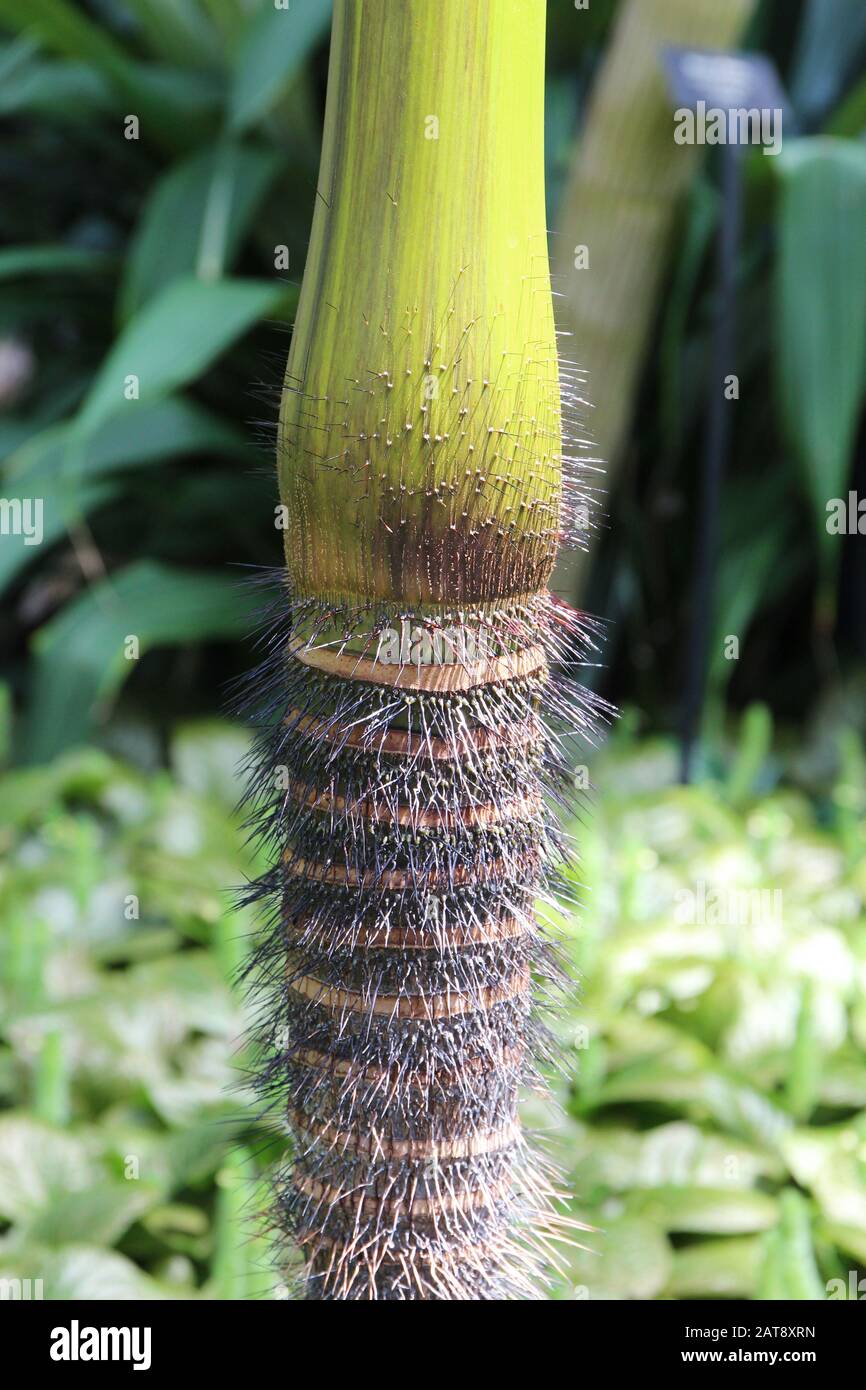 Close up of the spiny tree trunk of a Seychelles Stilt Palm in a garden ...