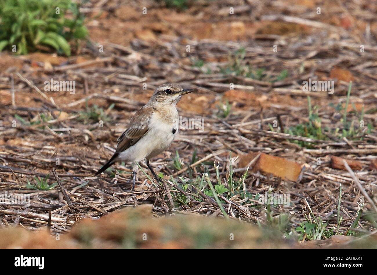 Agulhas plain hi-res stock photography and images - Alamy