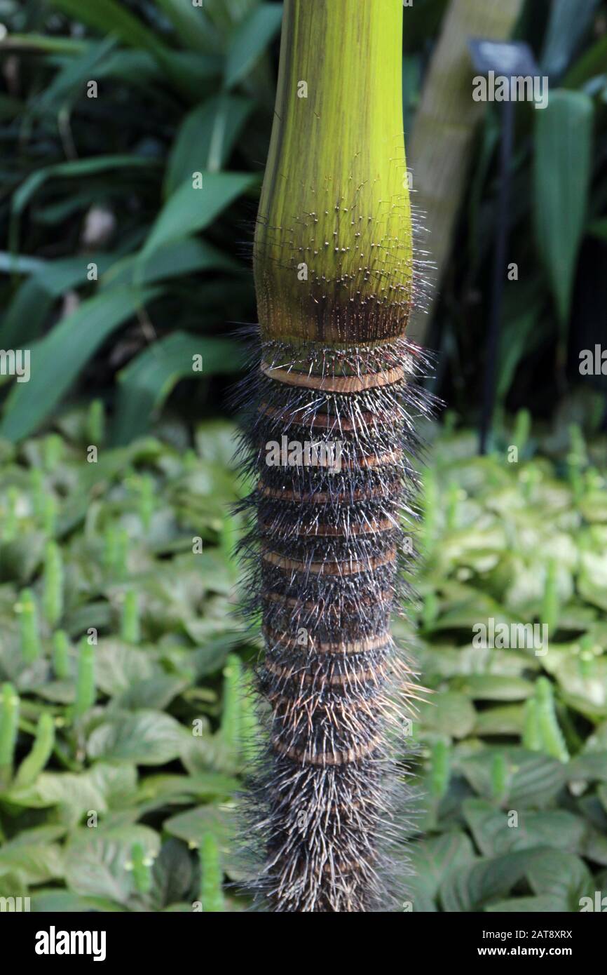 Close up of the spiny tree trunk of a Seychelles Stilt Palm in a garden ...