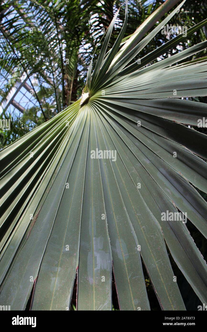 Close up of a Red Latan Palm leaf growing in a conservatory Stock Photo ...
