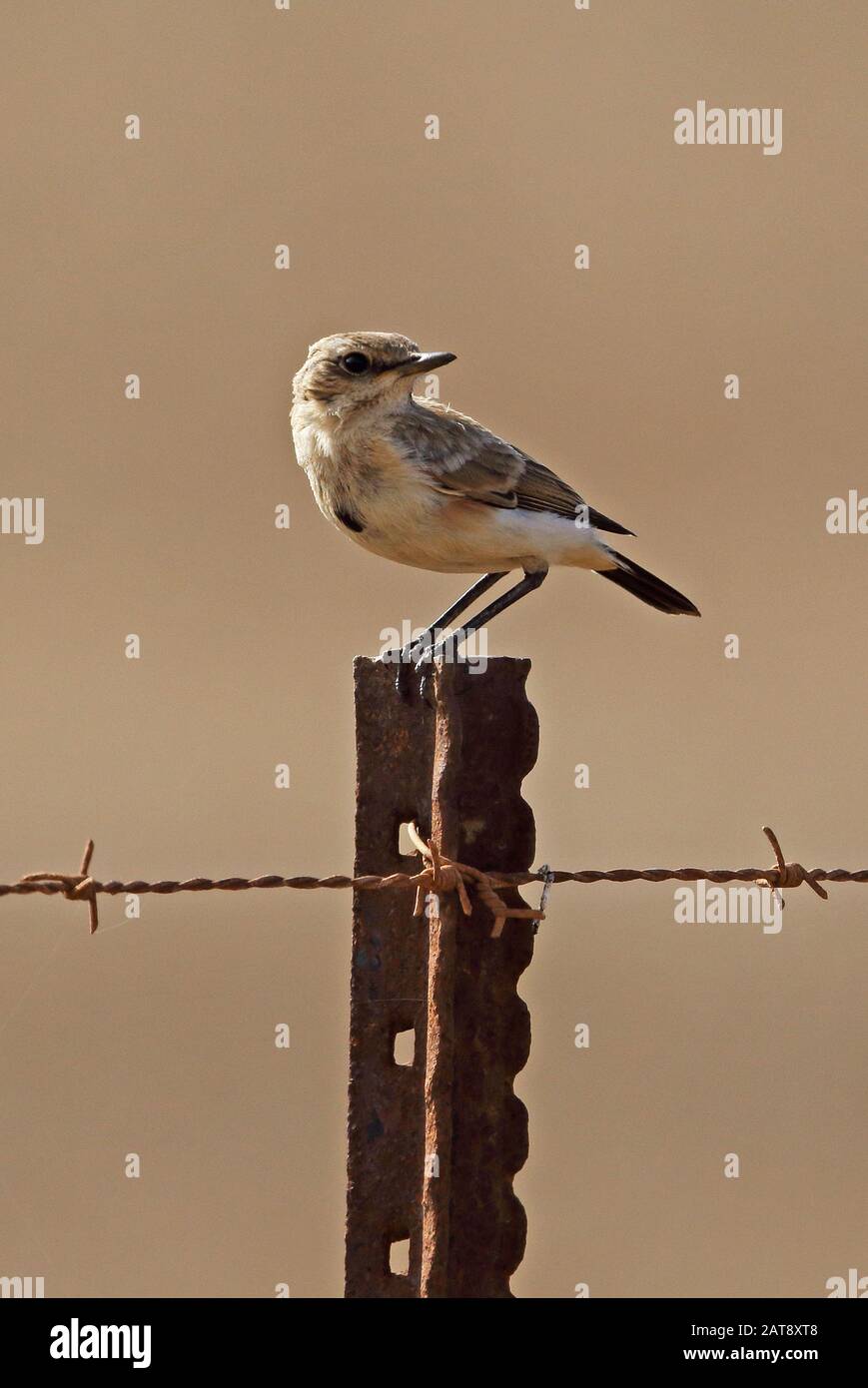 Agulhas plain hi-res stock photography and images - Alamy