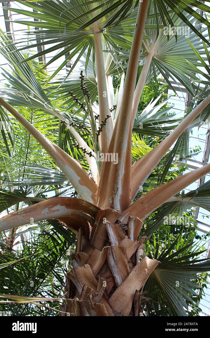 The upper trunk, fronds and seeds of a Red Latan Palm in a conservatory ...