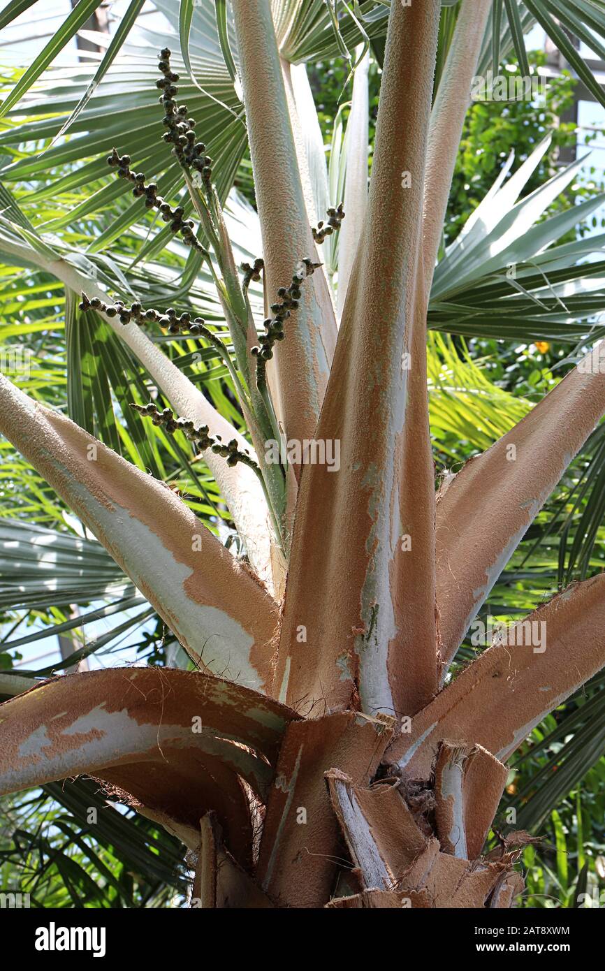 Close up of the upper trunk, fronds and seeds of a Red Latan Palm in a ...