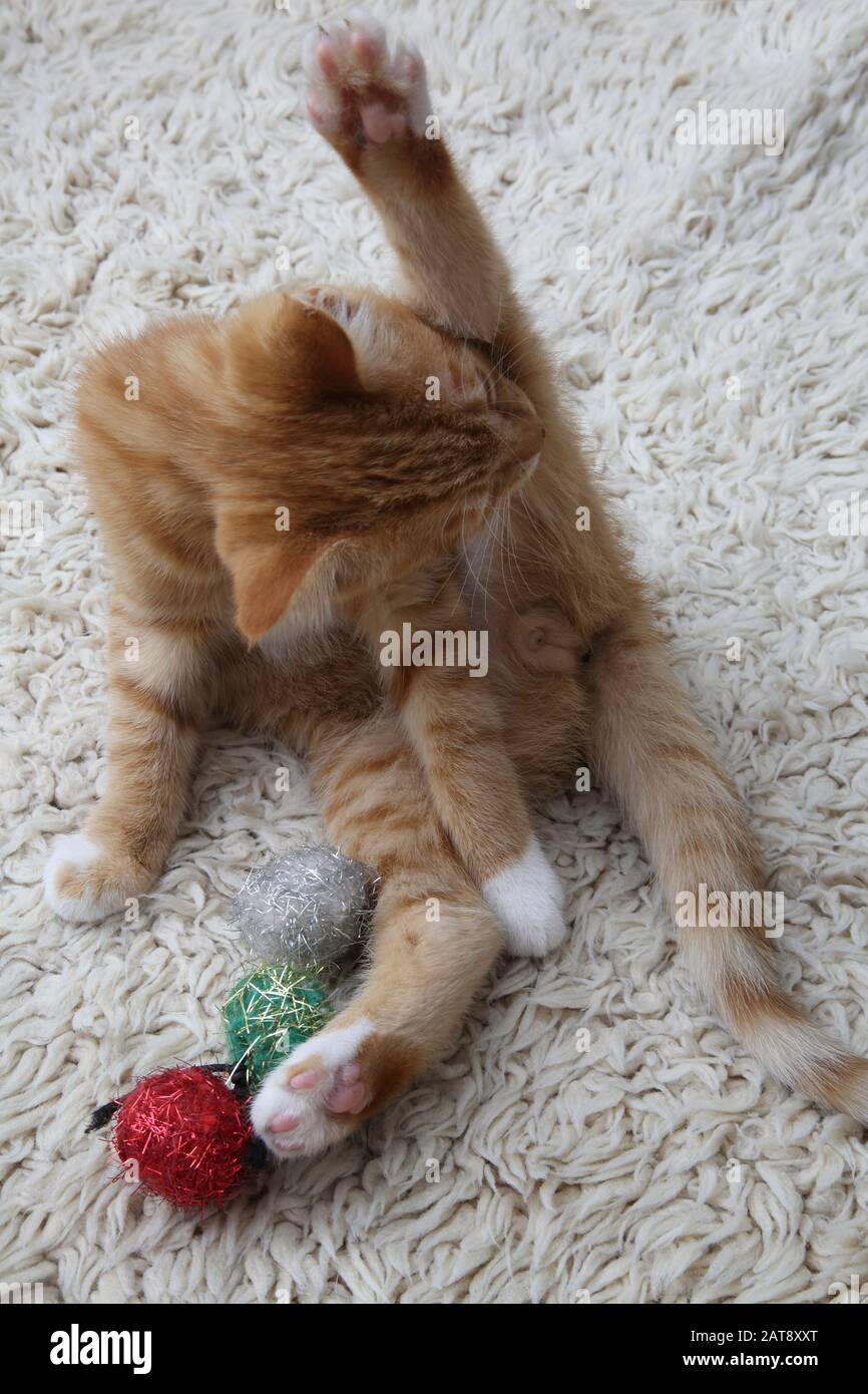 Ginger Male Kitten Grooming Stock Photo - Alamy