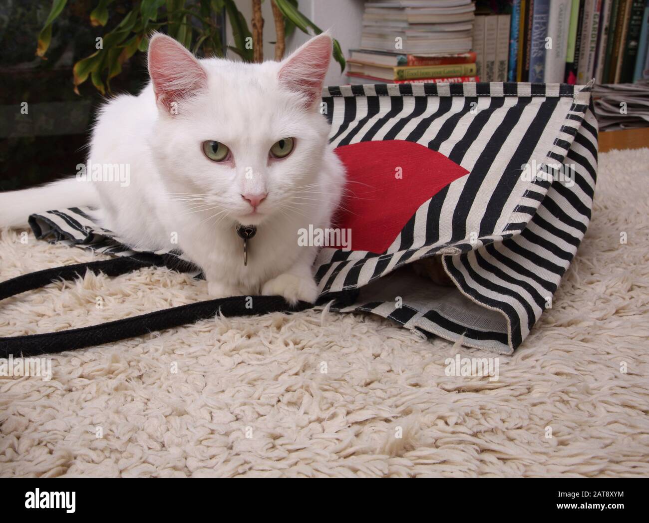 White Turkish Angora Cat Playing Sitting on Tote Bag Trapping Ginger ...