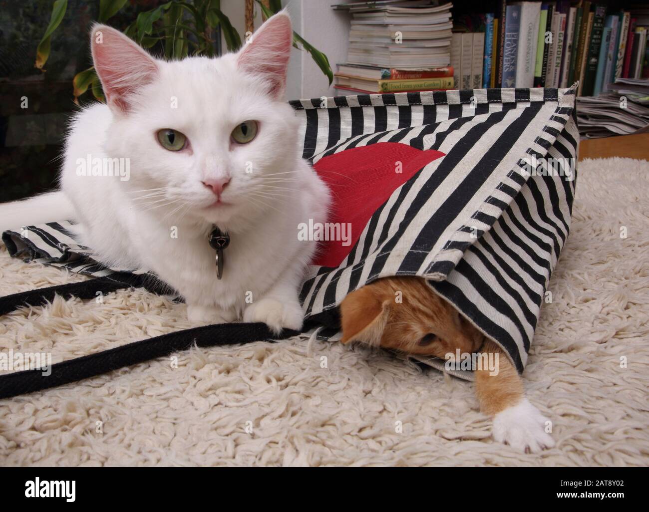 White Turkish Angora Cat Playing Sitting on Tote Bag Trapping Ginger ...