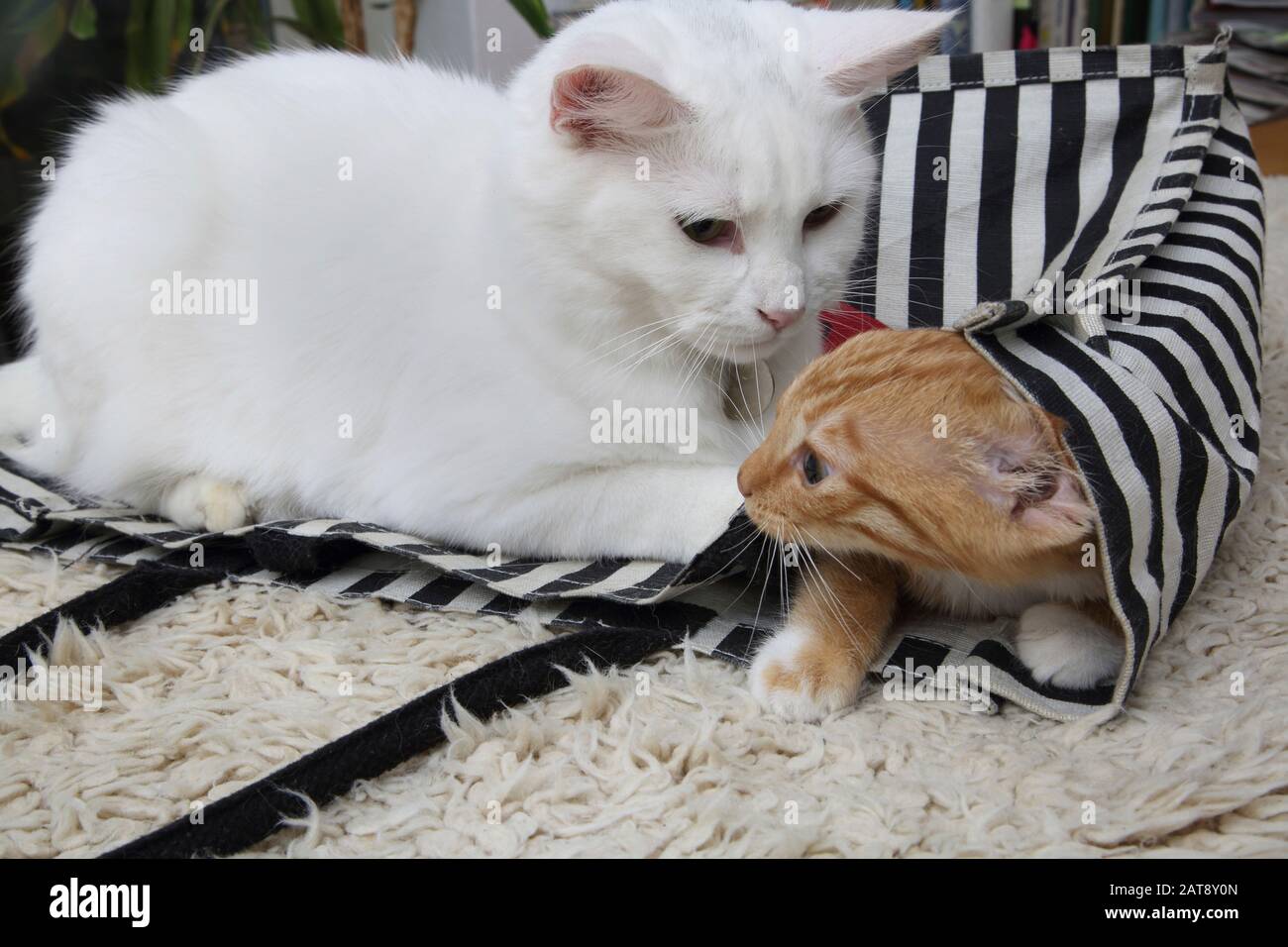 White Turkish Angora Cat Playing Sitting on Tote Bag Trapping Ginger ...