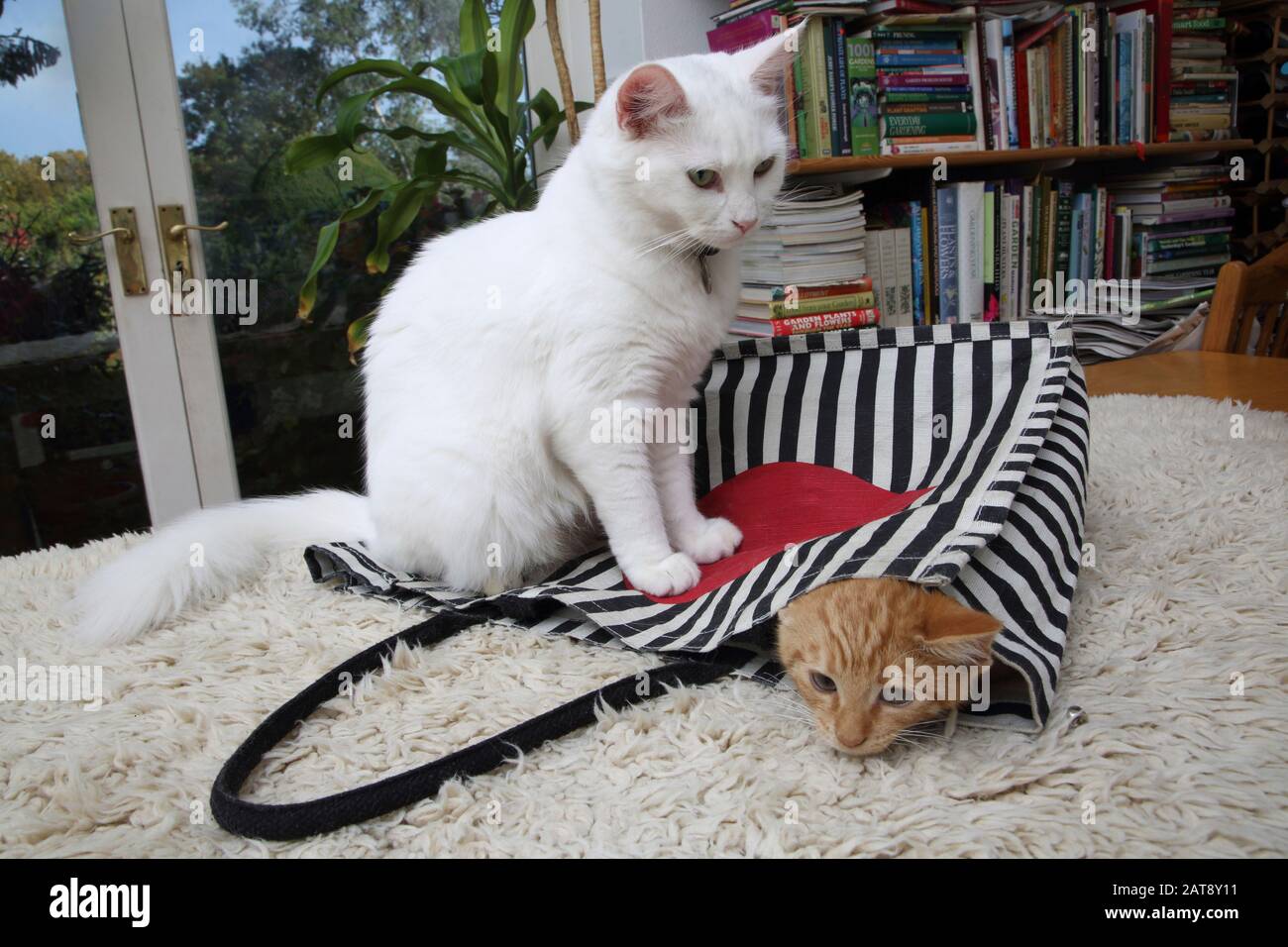 White Turkish Angora Cat Playing Sitting on Tote Bag Trapping Ginger ...