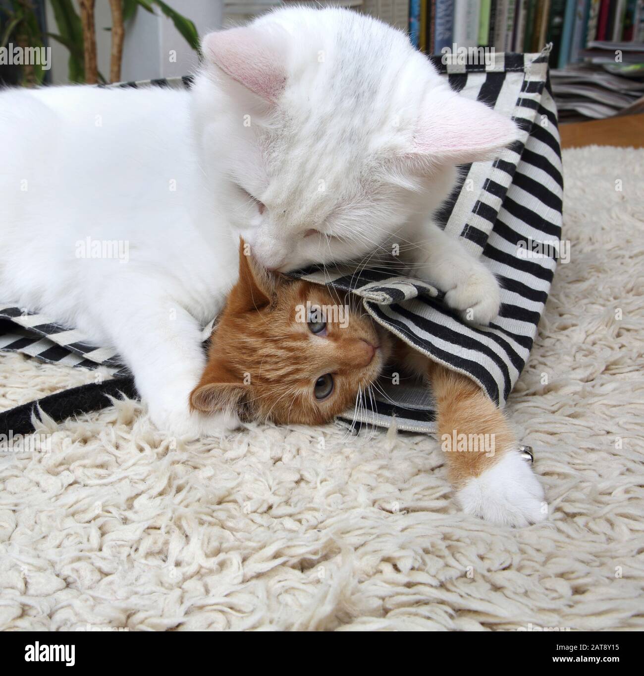 White Turkish Angora Cat Playing Sitting on Tote Bag Trapping Ginger ...