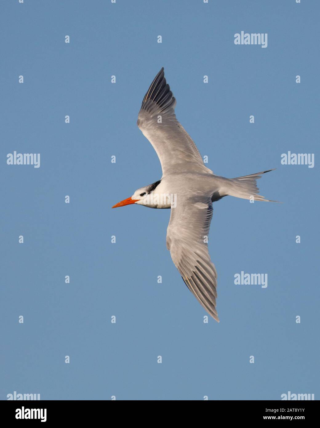 Royal tern thalasseus maximus flying hi-res stock photography and ...
