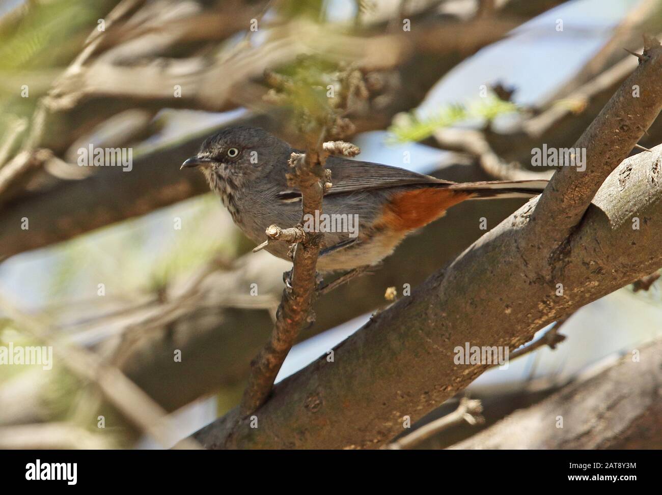 Chestnut-vented Warbler (Sylvia subcoerulea subcoerulea) adult perched ...