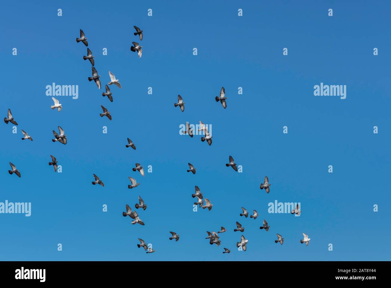 Pigeons flight formation hi-res stock photography and images - Alamy