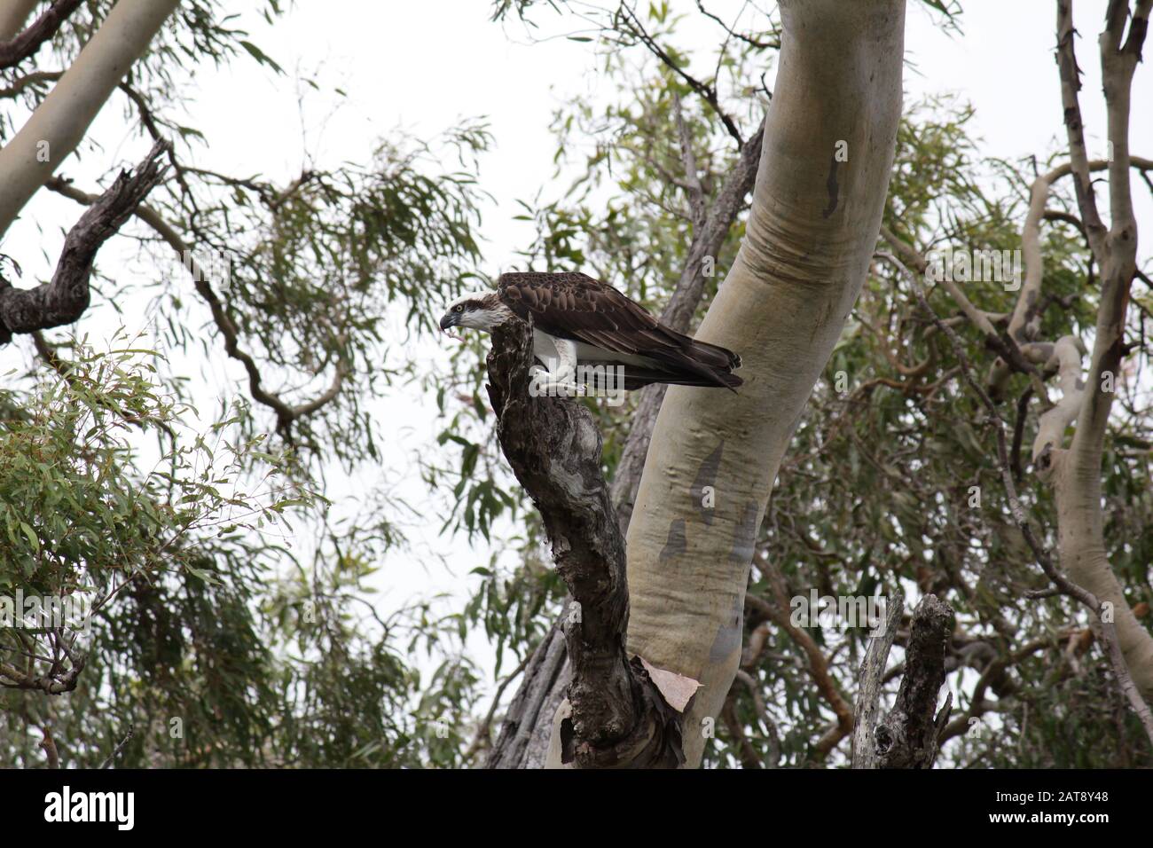 Sea mullet australia hi-res stock photography and images - Alamy