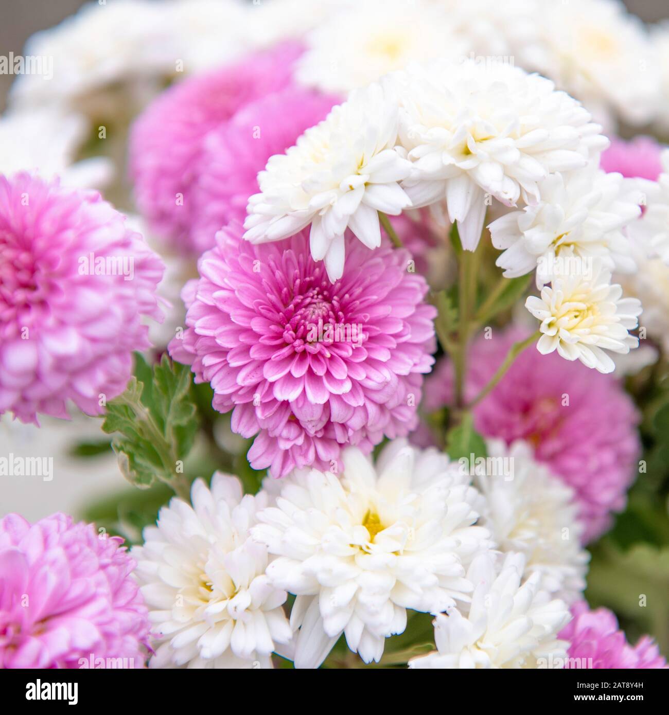 Two colors hi-res stock photography and images - Alamy