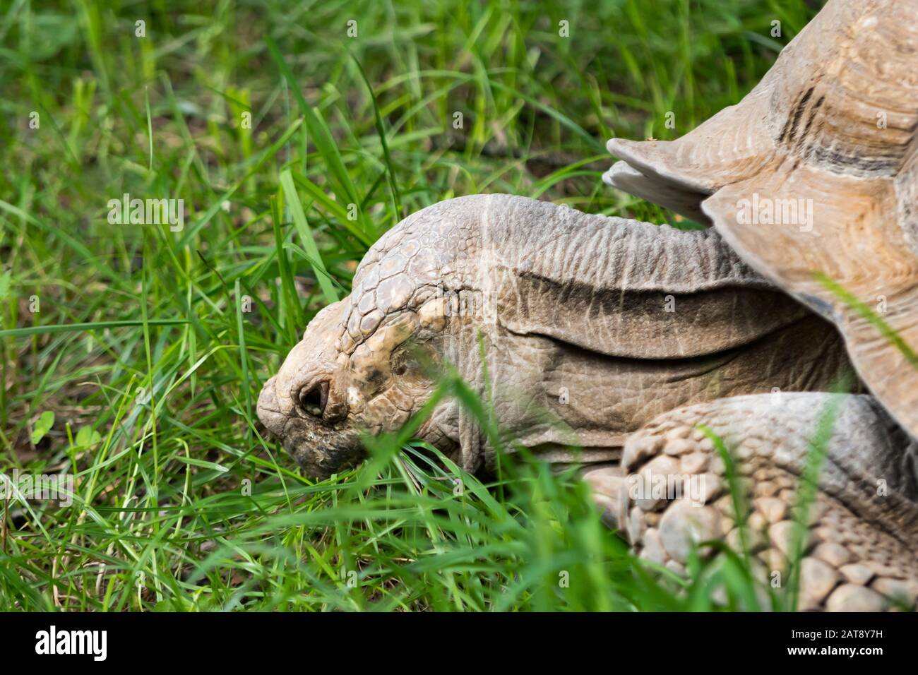 big turtle portrait in the grass Stock Photo - Alamy