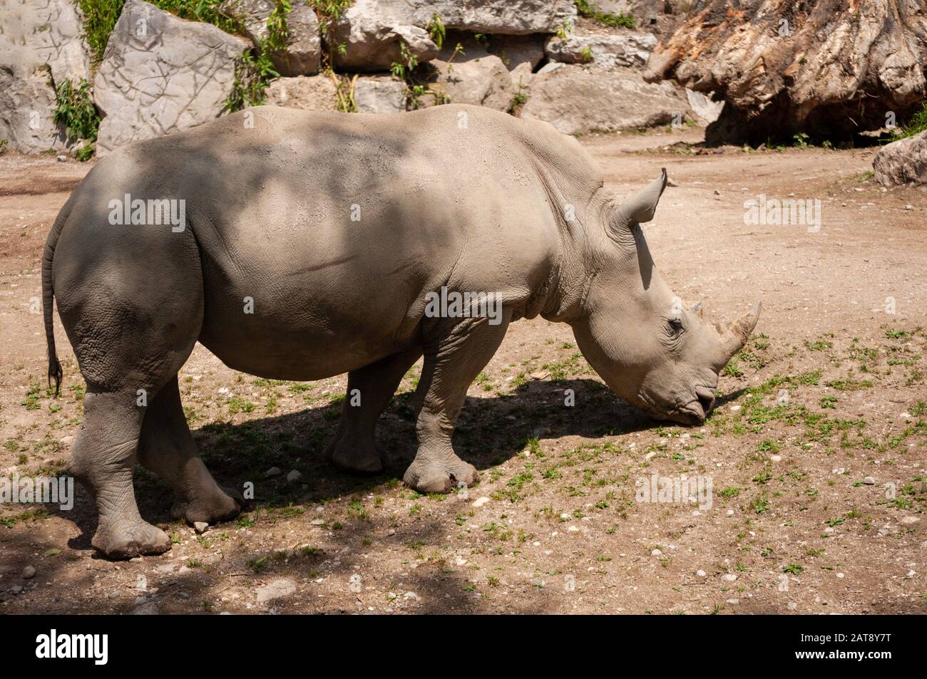 How the rhinoceros got its skin High Resolution Stock Photography and ...