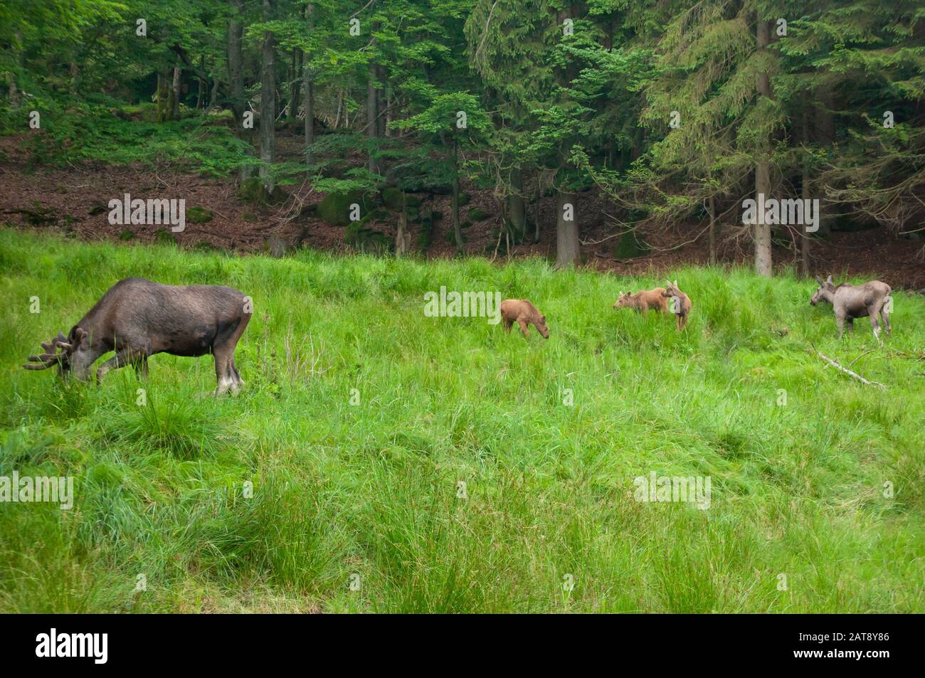 mother and father moose with three babies pasturing Stock Photo - Alamy