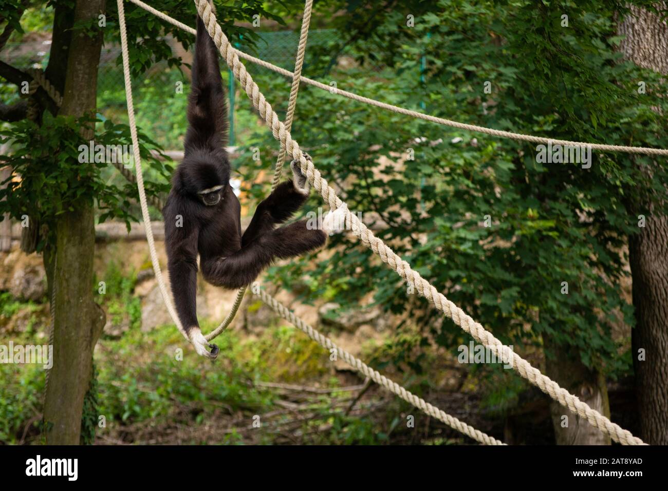 Monkey swinging rope hi-res stock photography and images - Alamy