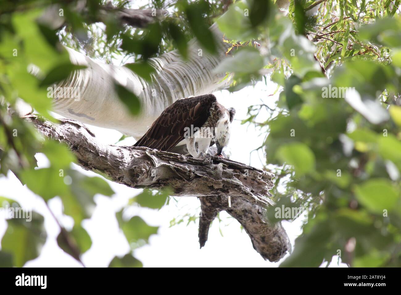 Sea mullet australia hi-res stock photography and images - Alamy